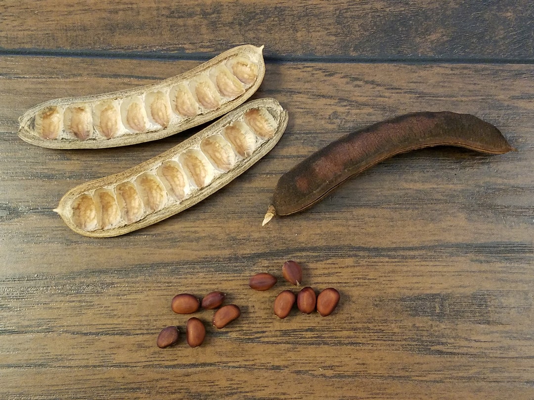 Fresh! 10 Texas Ebony Tree Seeds - Ebanopsis Ebano Arizona Desert ...