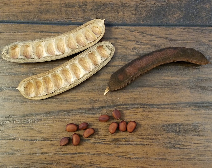 Fresh! 10 Texas Ebony Tree Seeds - Ebanopsis Ebano Arizona Desert ...