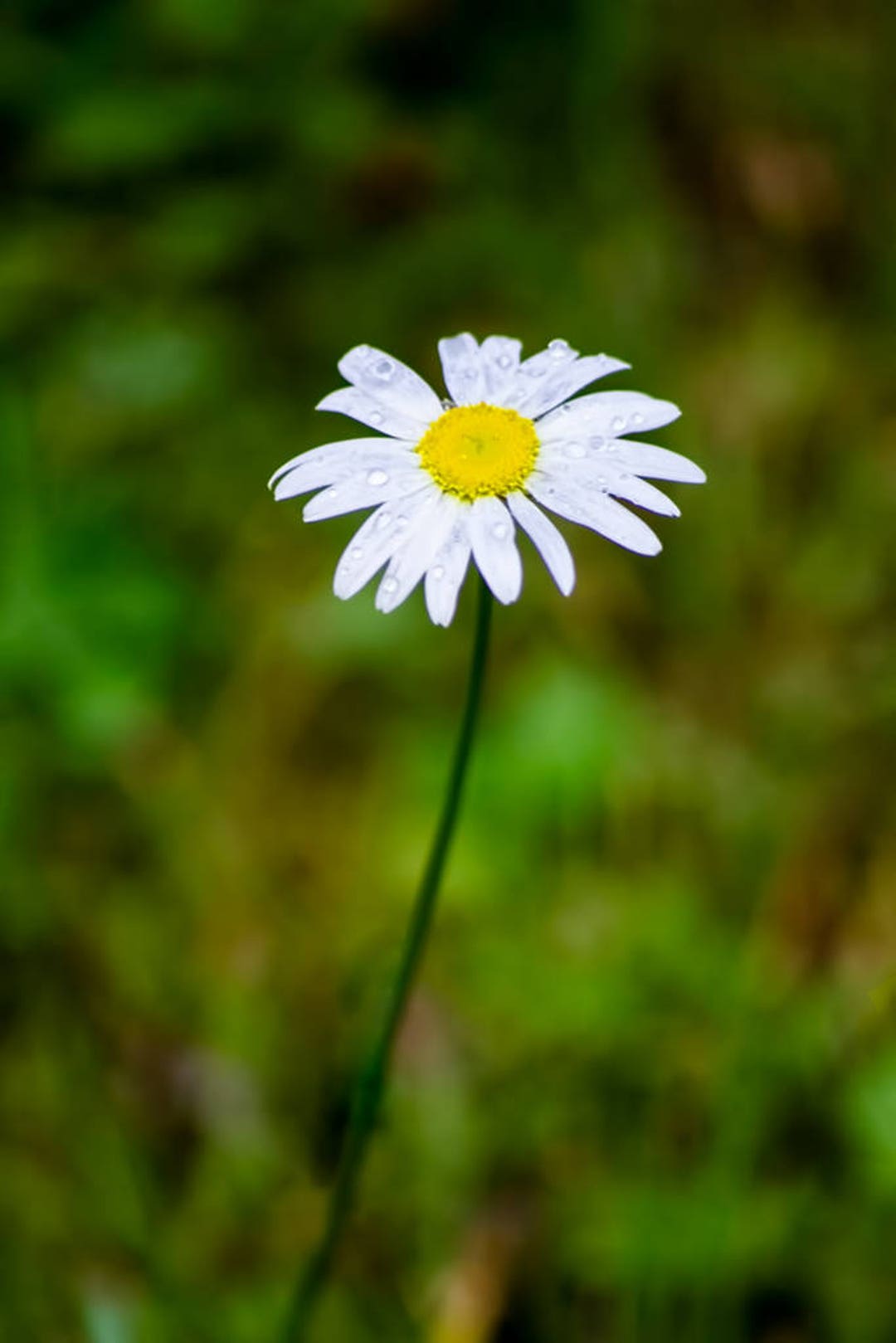 Flower Photo, Picture of Daisy, Picture of Flowers, Flower Photography ...