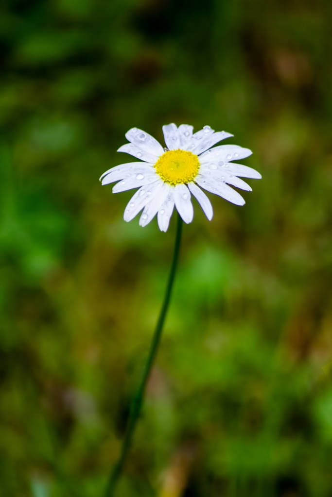 Flower Photo, Picture of Daisy, Picture of Flowers, Flower Photography ...