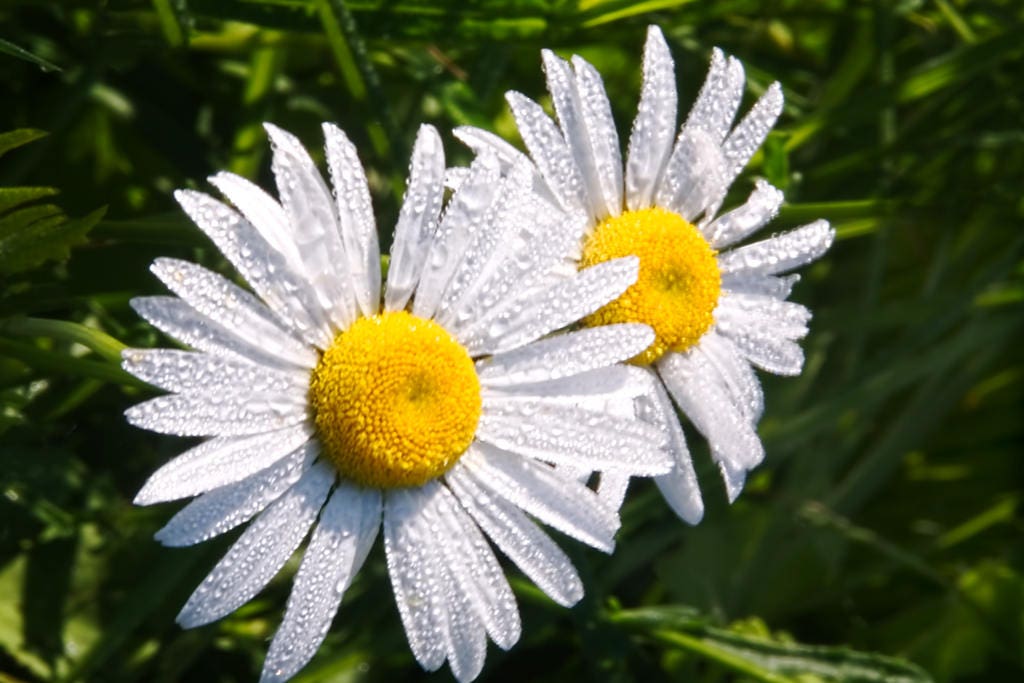 Flower Photo, Daisy Photography, Picture of Flowers, Flower Photography ...