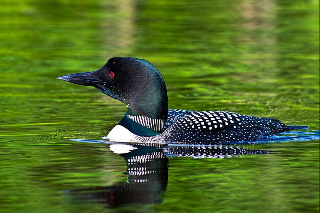 Adirondack Loon Photography, Adirondack Wildlife Photography, Loon ...