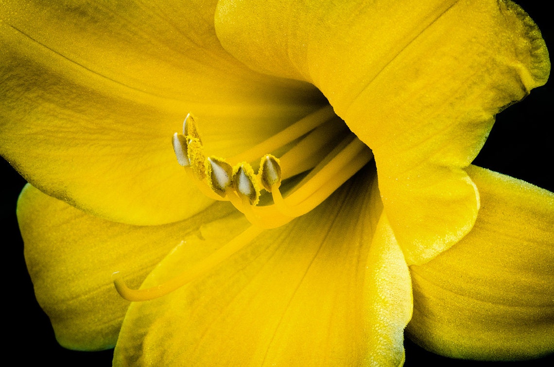 Flower Photography, Lily Photograph, Fine Art Photography, Wall Art ...