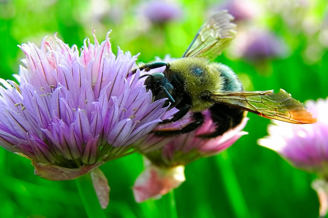 Bee Photo, Nature Photography, Garden Photography, Bee Print, Home ...