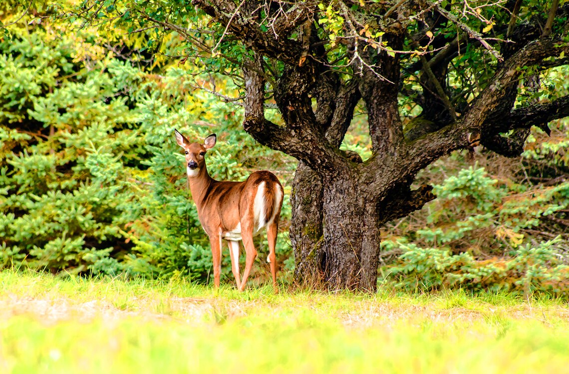 Whitetail Deer, Adirondack Wildlife, Nature Photograph, Adirondack Park ...