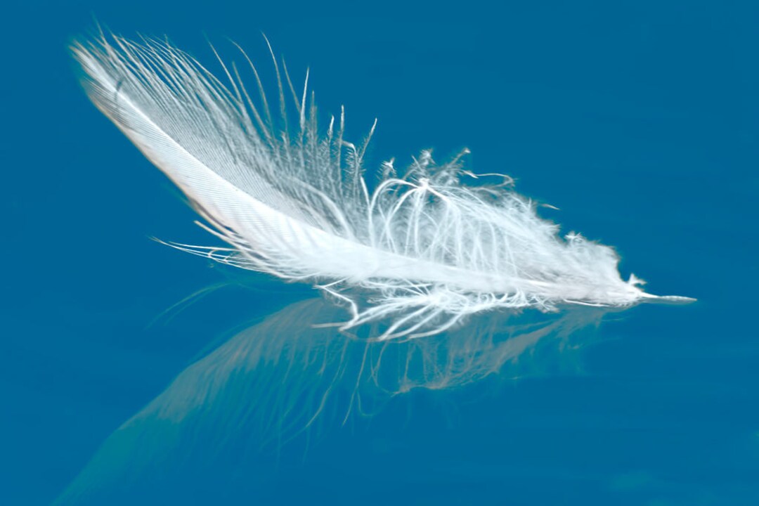 Feather Print, Fine Art Photography, Picture of Feather, Nature ...