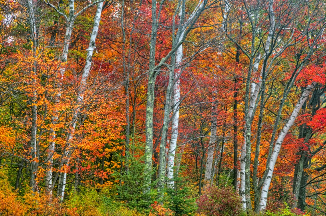 Autumn Print, Birch Tree Photo, Autumn Photography, Fall Foliage, Fine ...