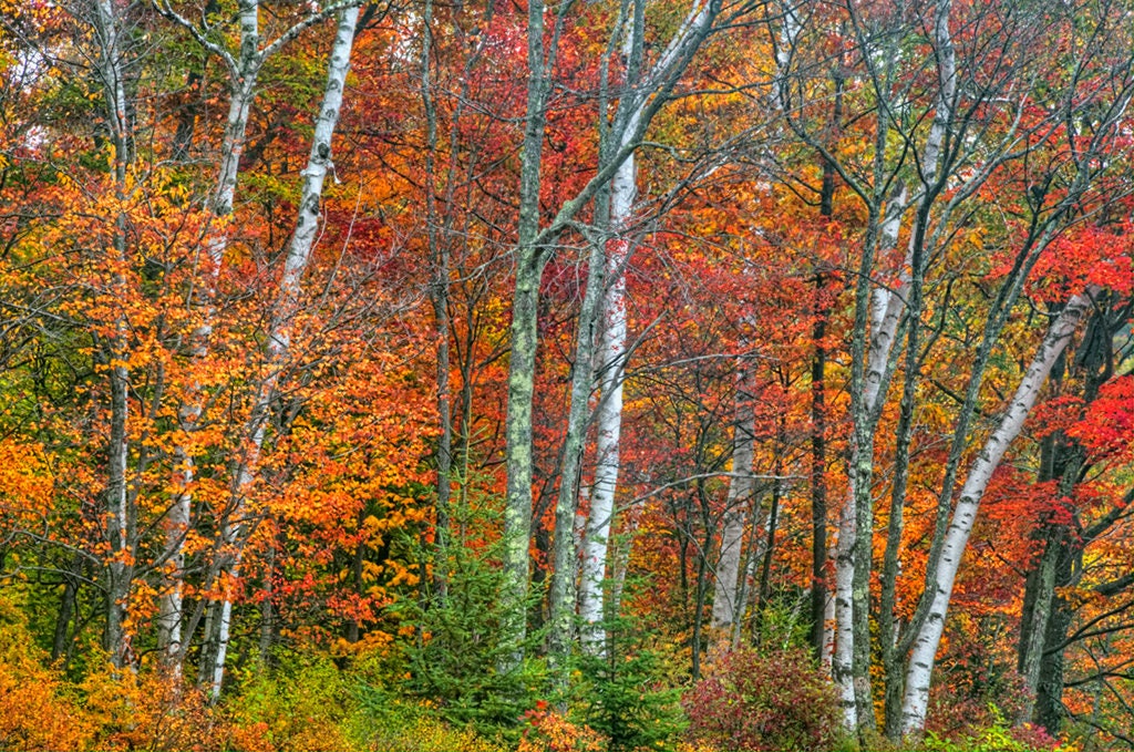 Autumn Print, Birch Tree Photo, Autumn Photography, Fall Foliage, Fine ...