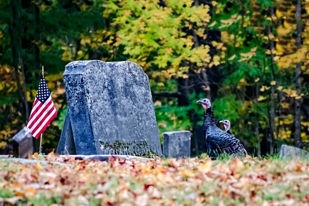 Turkeys, Old Cemetery, Graveyard, Adirondack Wildlife, Wildlife Art ...