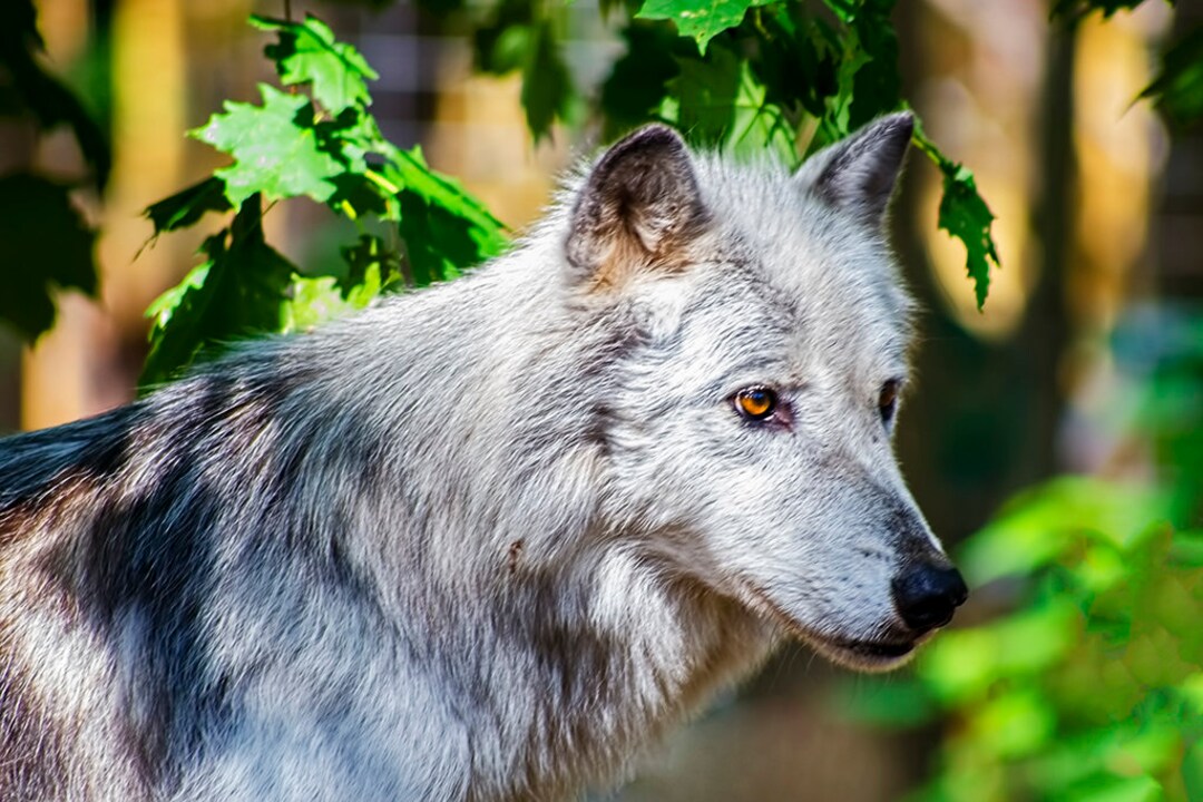 Wolf Photo, Picture of Wolf, Gray Wolf, Adirondack Wildlife, Nature ...