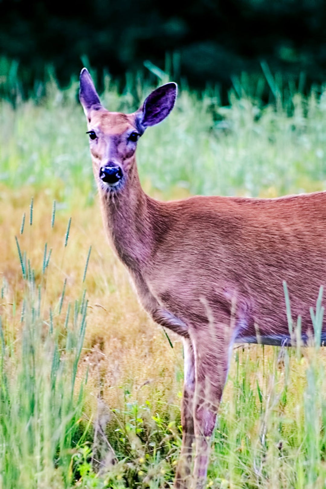 Whitetail Deer, Adirondack Wildlife, Nature Photograph, Adirondack Park ...