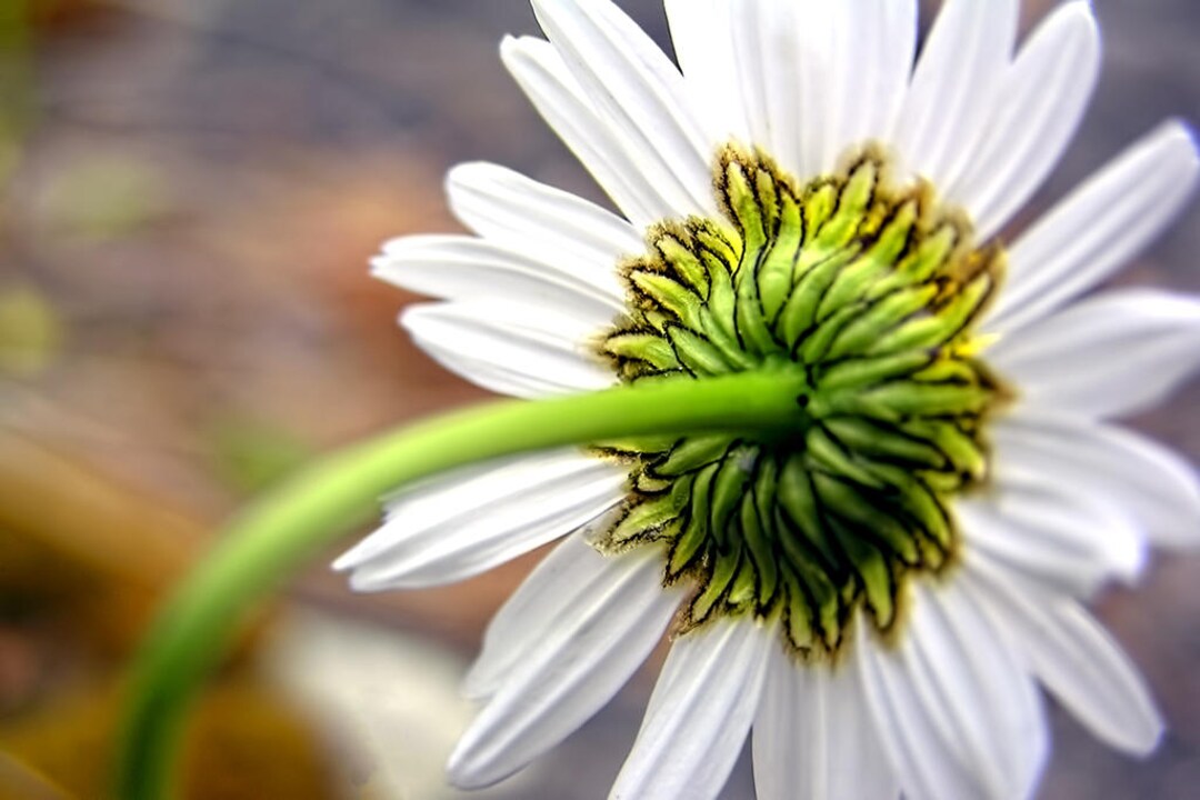 Daisy Photo, Flower Photography, Flower Print, Daisy Picture, Floral ...