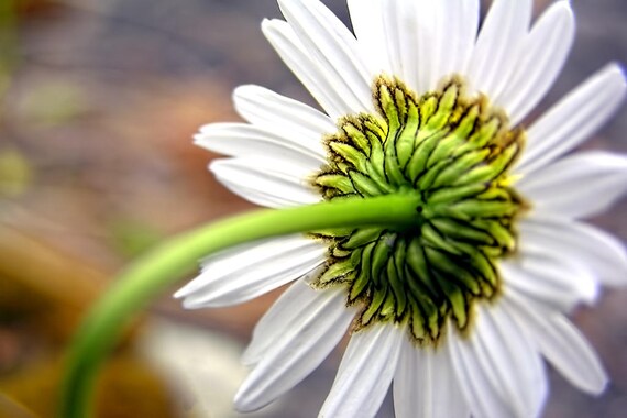 Daisy Photo Flower Photography Flower Print Daisy Picture | Etsy