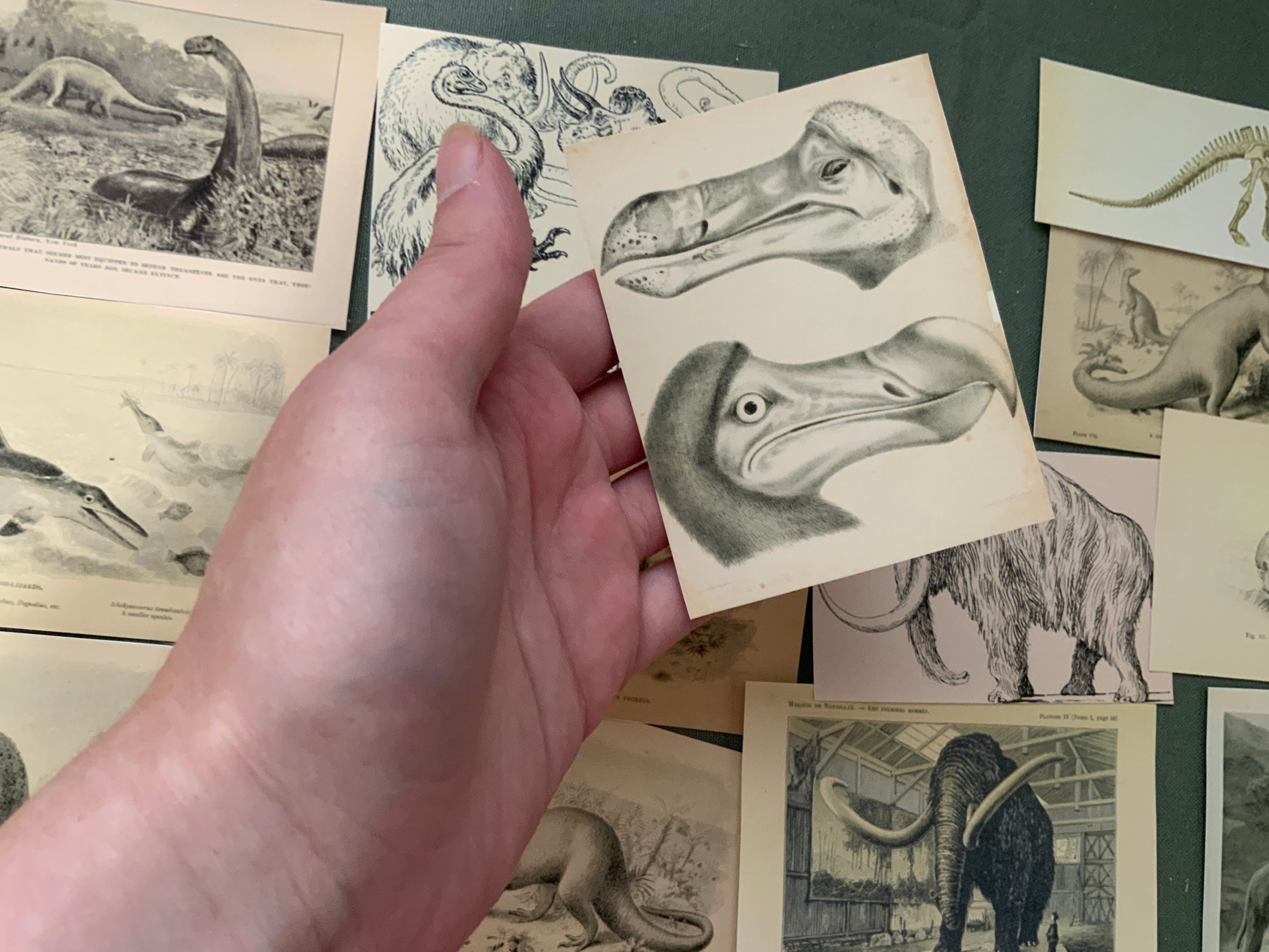 16 Piece Prehistoric & Extinct Animals Theme Vintage Paper Pack ...