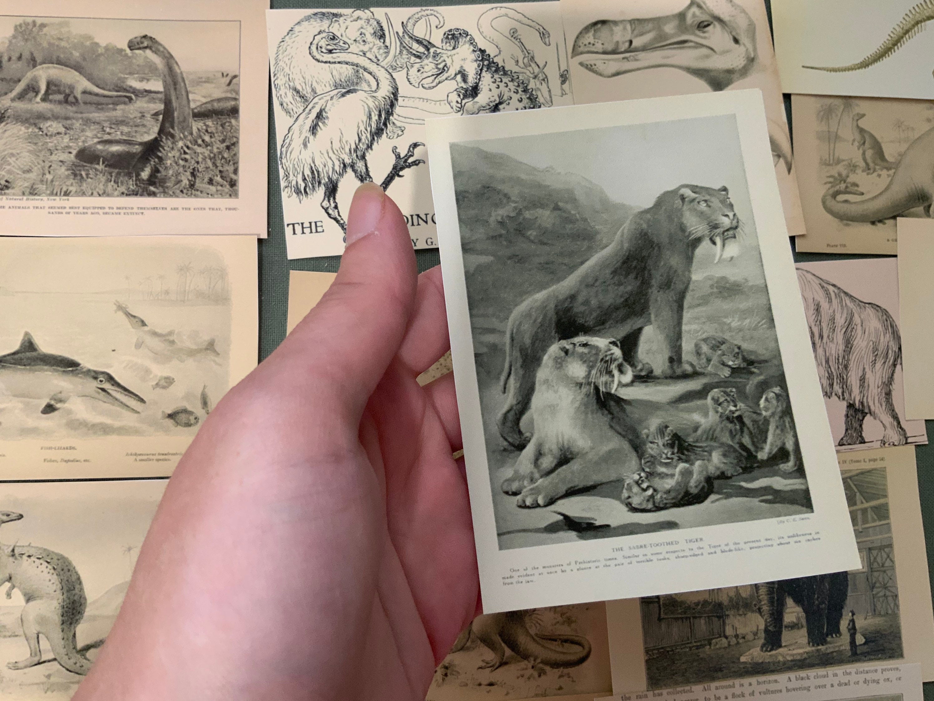 16 Piece Prehistoric & Extinct Animals Theme Vintage Paper Pack ...