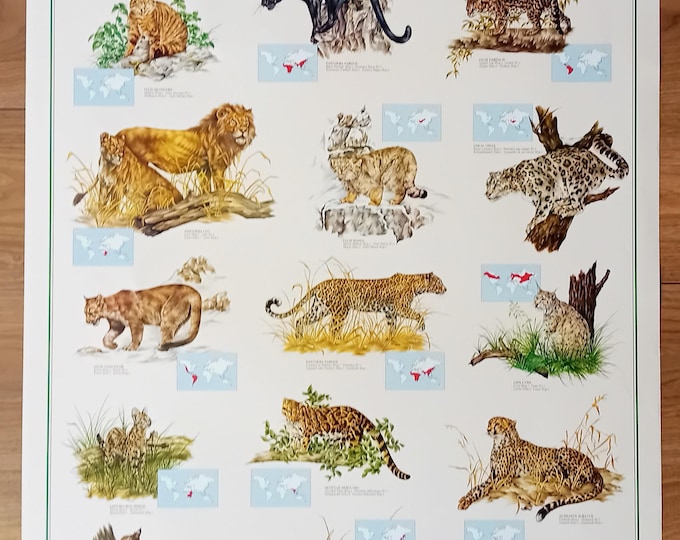 The Big Cats Original Vintage 1988 Poster - Etsy