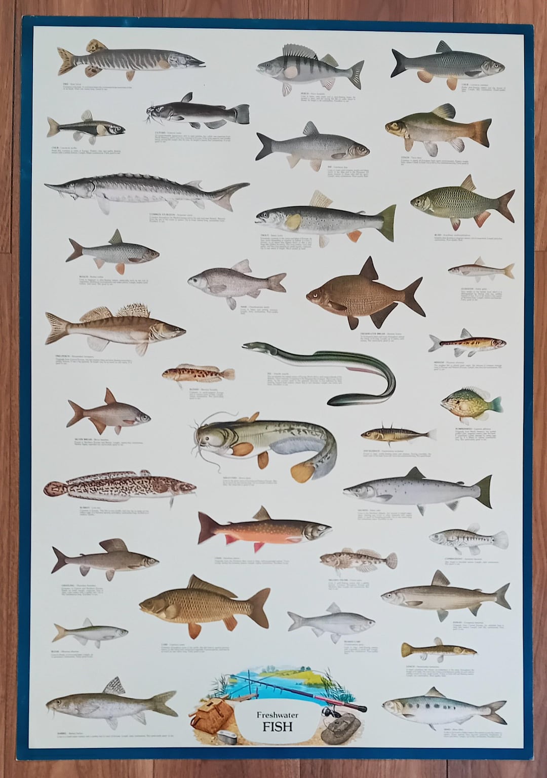 Freshwater Fish Original 1981 Large Italian Poster - Etsy