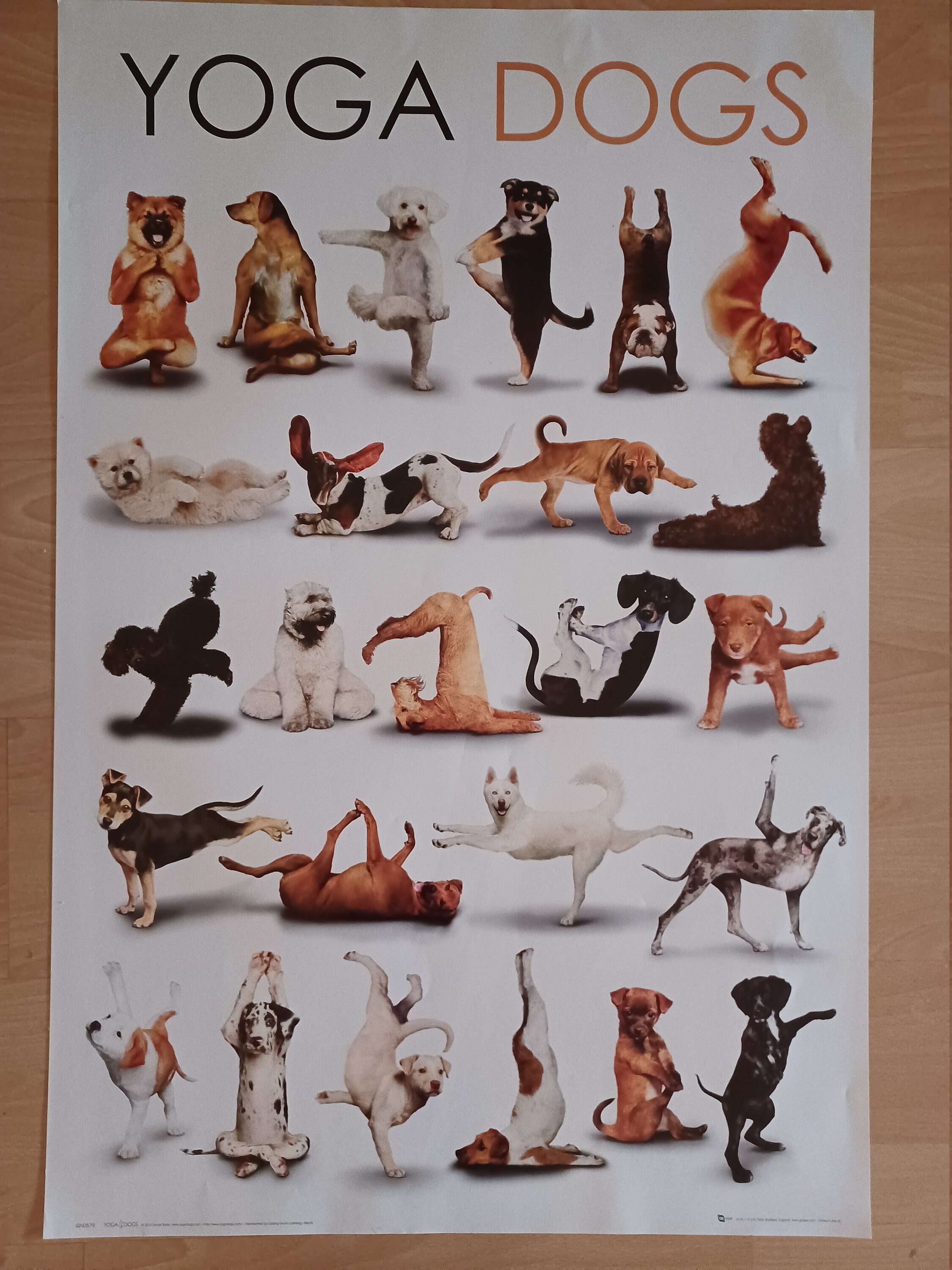 Yoga Dogs Poster