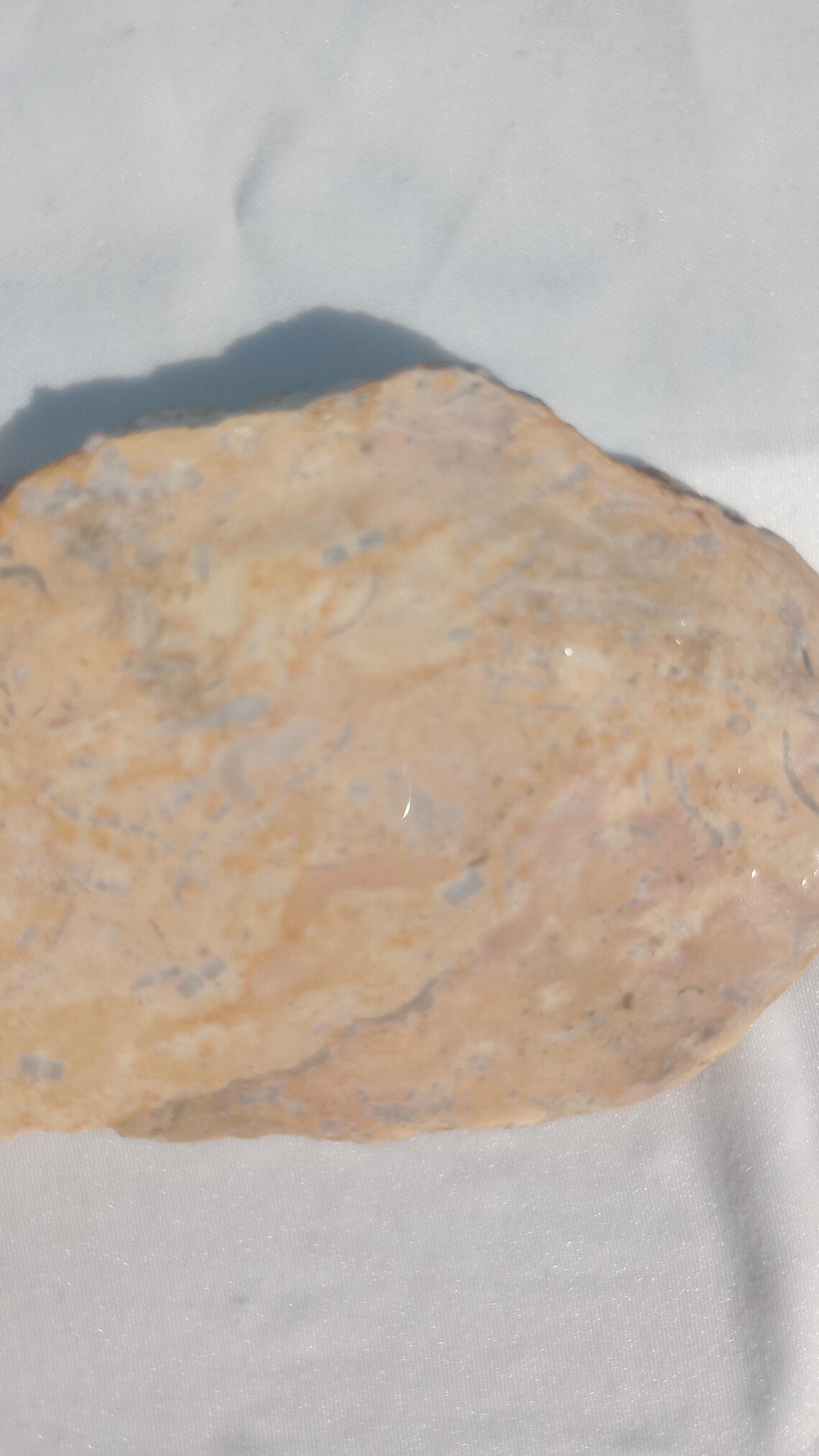 Fossilized Bacteria Specimen Slab - Etsy