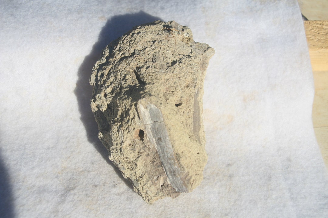 Exceptional Calamite Fossil Specimen - Etsy