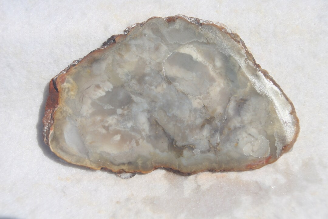 Coprolite Slab - Etsy