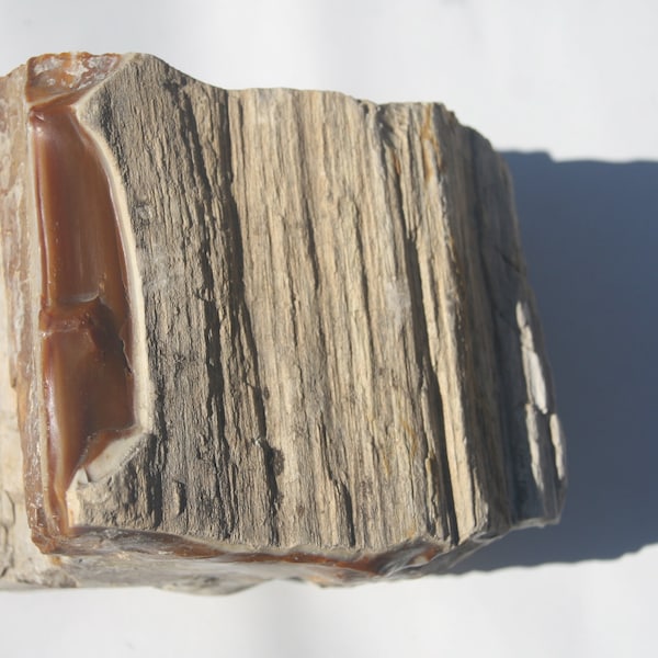 Washington Petrified Wood - Etsy