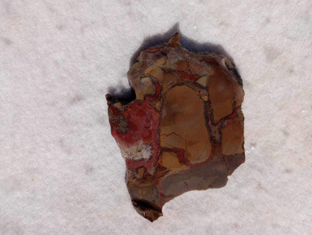 Coprolite Slab - Etsy