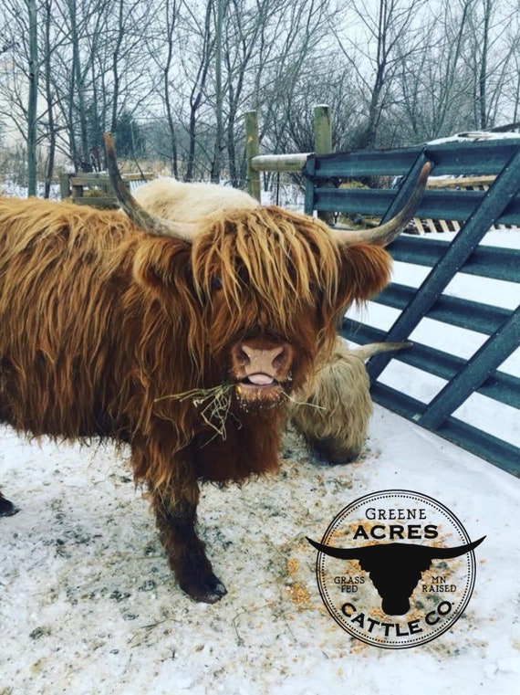 Scottish Highland Cow Photograph | Etsy