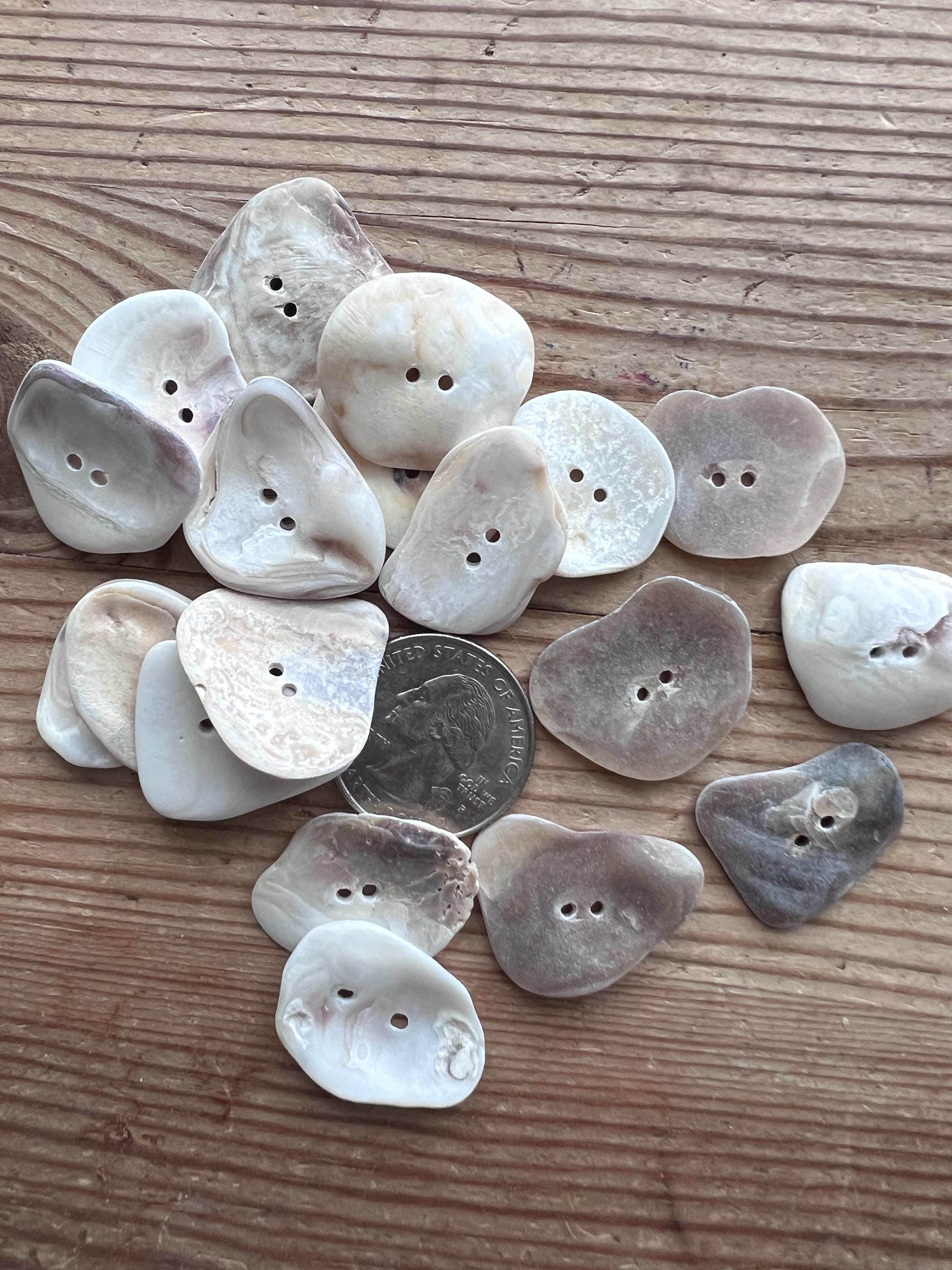 Real Shell Buttons: Sets of 8 #S484 - Etsy