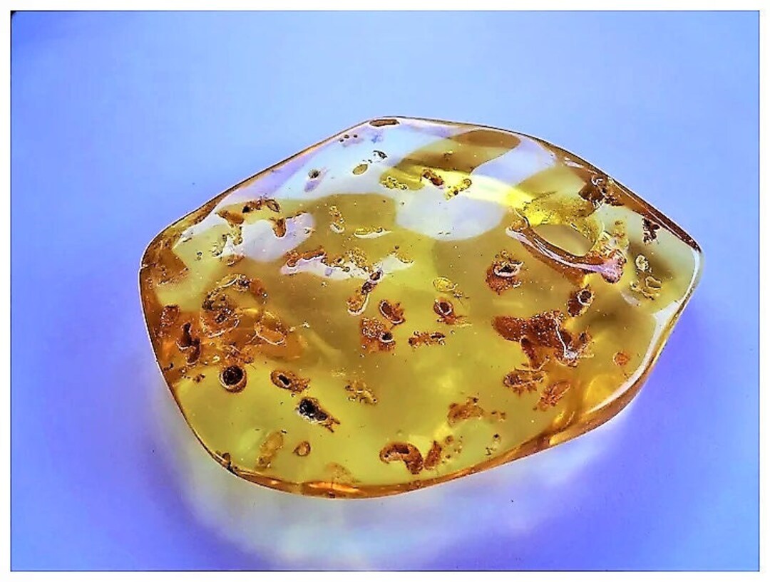 Genuine Rare Amber Geology Fossil With Termites Insects and Inclusions ...