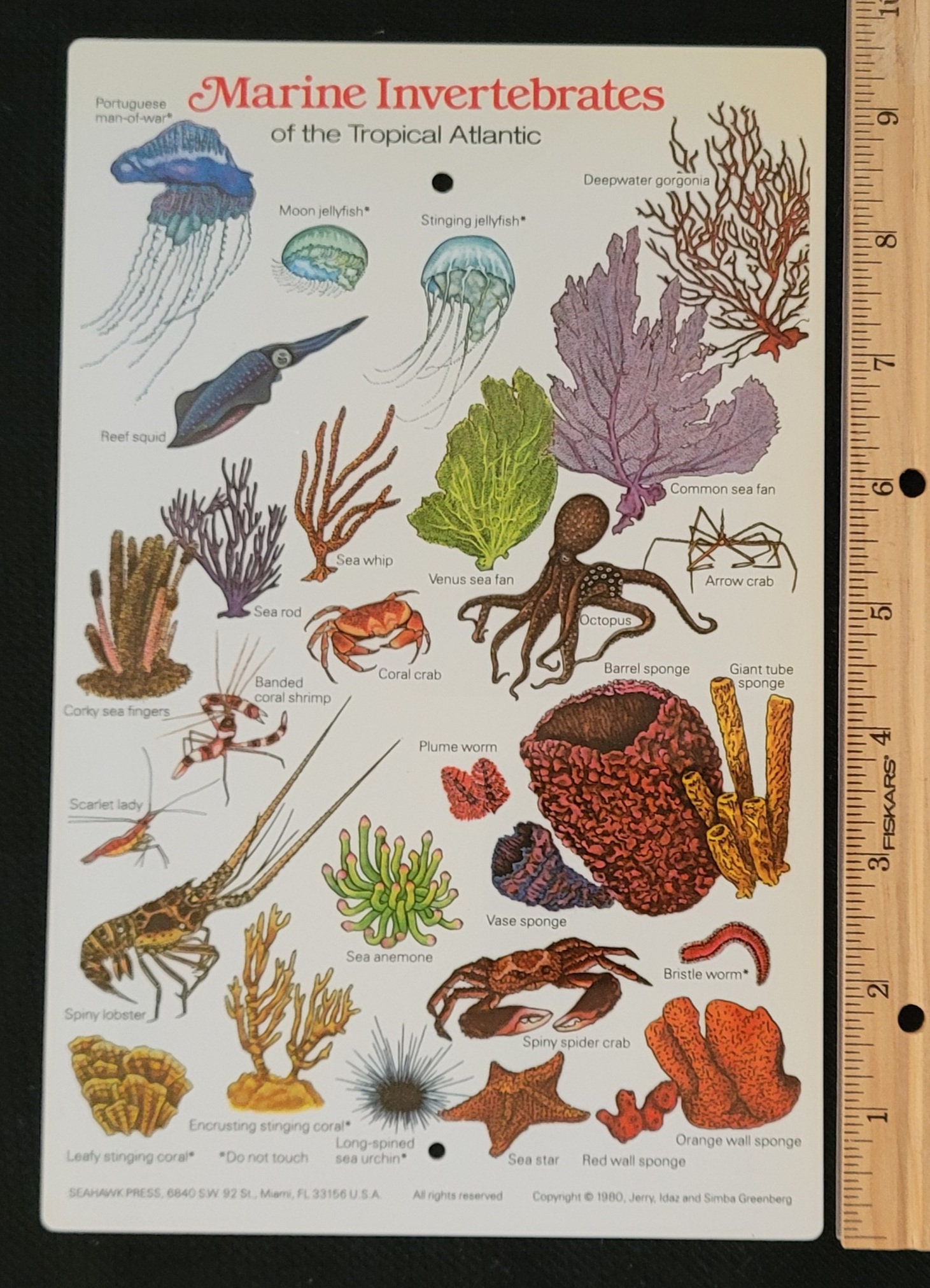 Vintage Sea Life Identification Card Plastic | Etsy