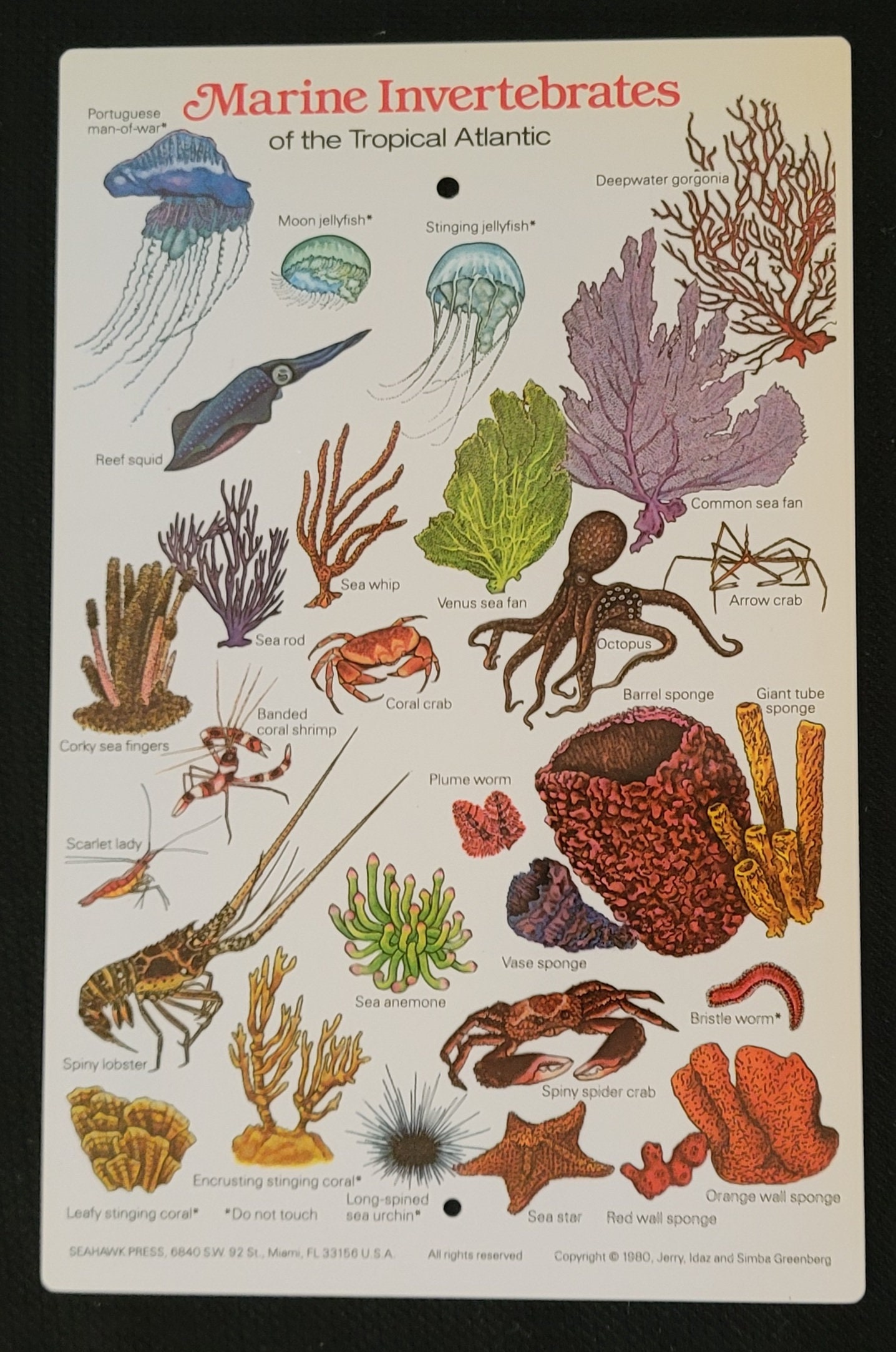 Vintage Sea Life Identification Card Plastic | Etsy