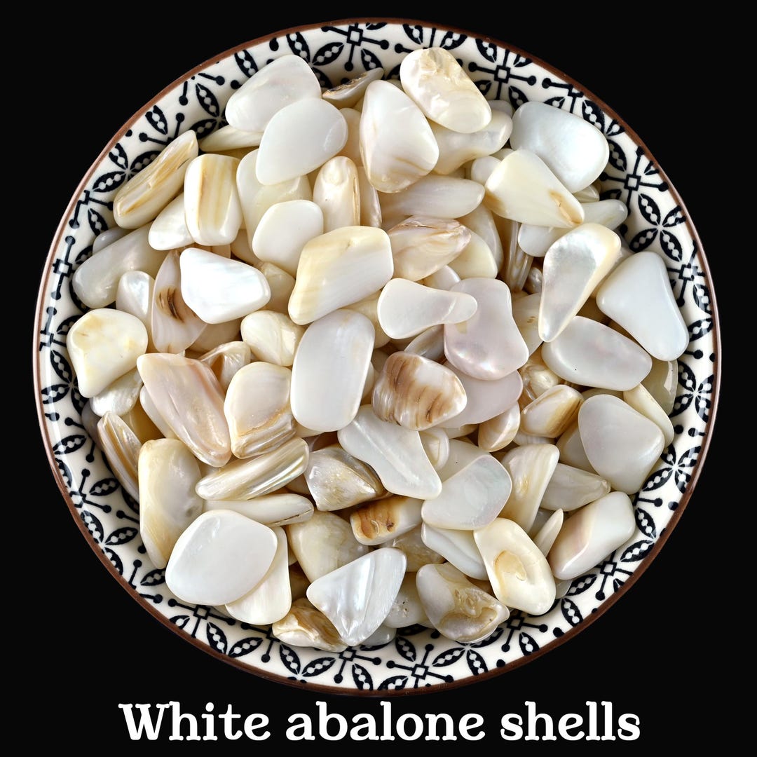 Set of 100 White Abalone Shells, White Abalone Shells, Zodiac Signs ...