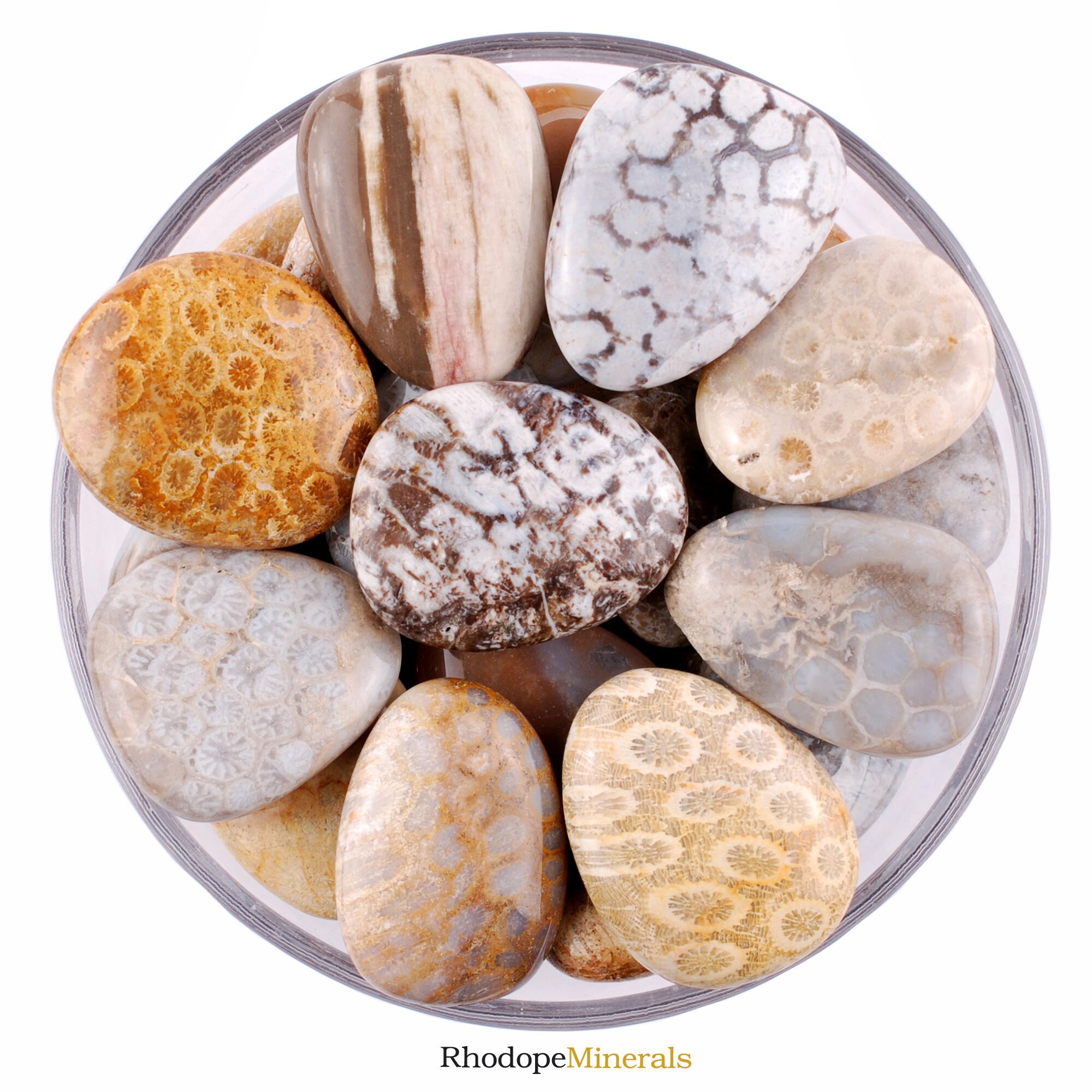 Petrified Coral Palm Stone Fossil Coral Palm Stones Coral | Etsy