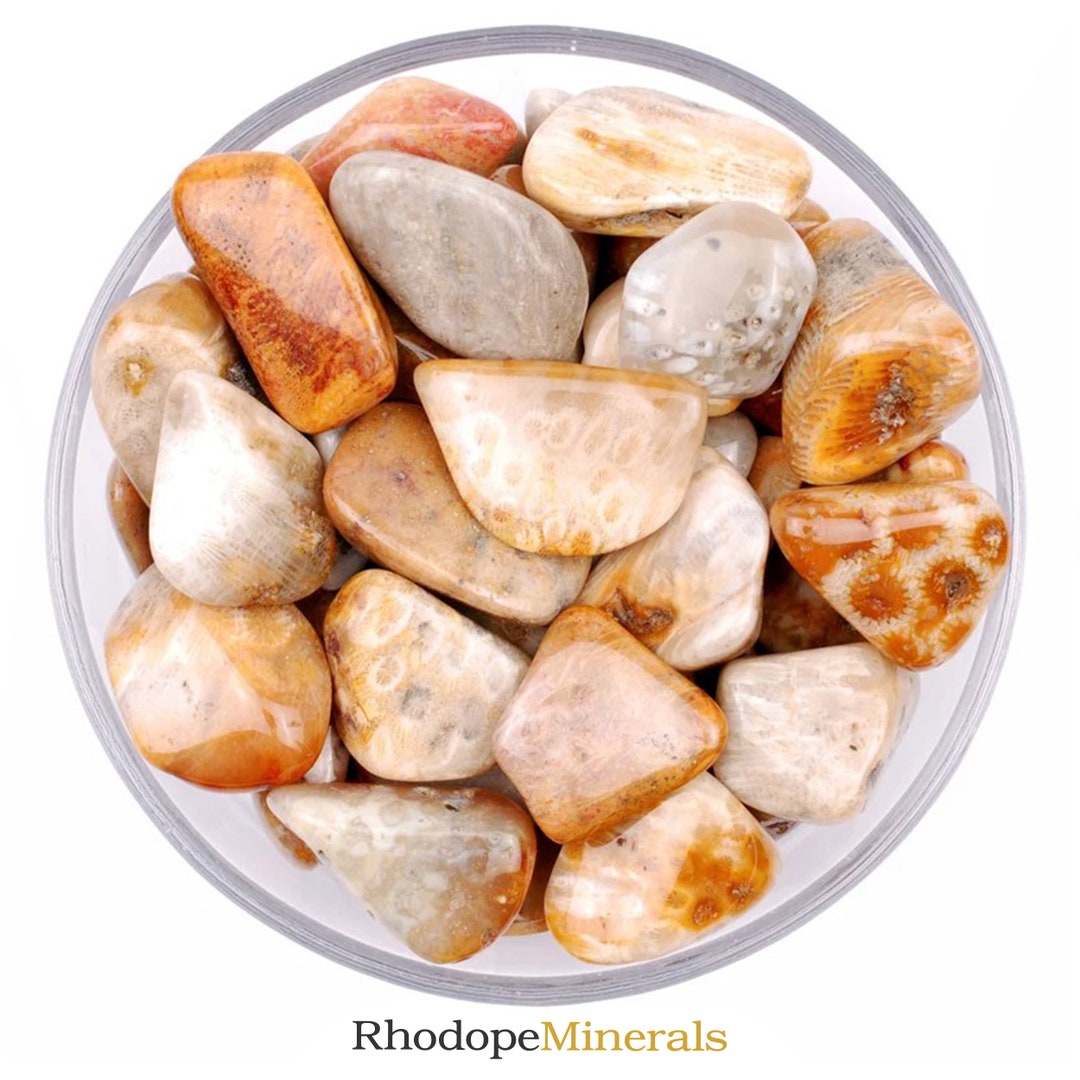 Petrified Coral Tumbled Stone, Petrified Coral, Tumbled Stones, Coral ...