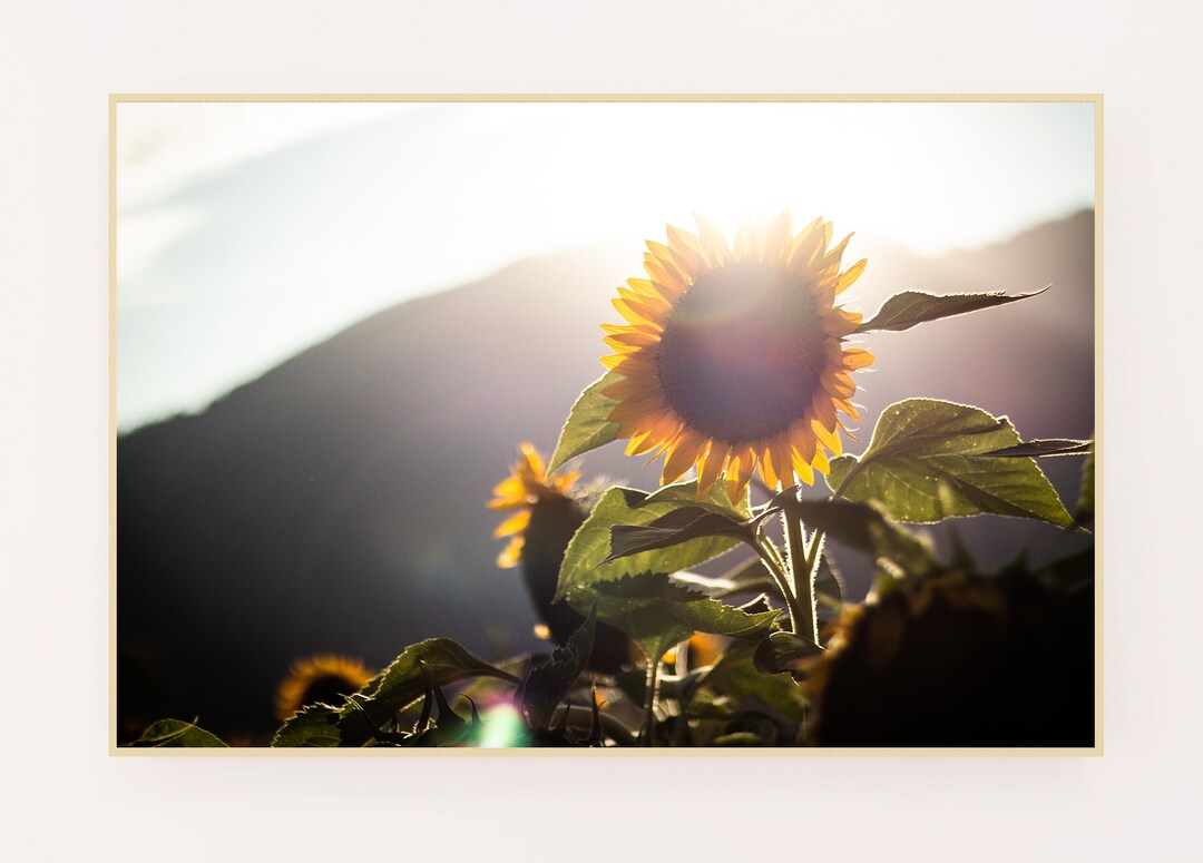 Shining Sunflower Mountain Plant Nature Digital Photography - Etsy