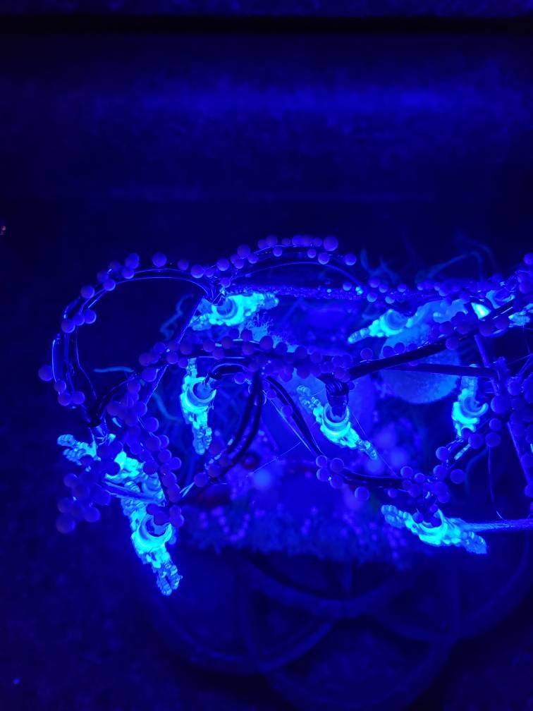 Fairy silent night | Etsy