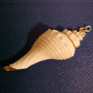 Hand Made Shell Pendant Gold Leaf Trim and Bail. Nearly - Etsy