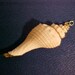 Hand Made Shell Pendant Gold Leaf Trim and Bail. Nearly - Etsy