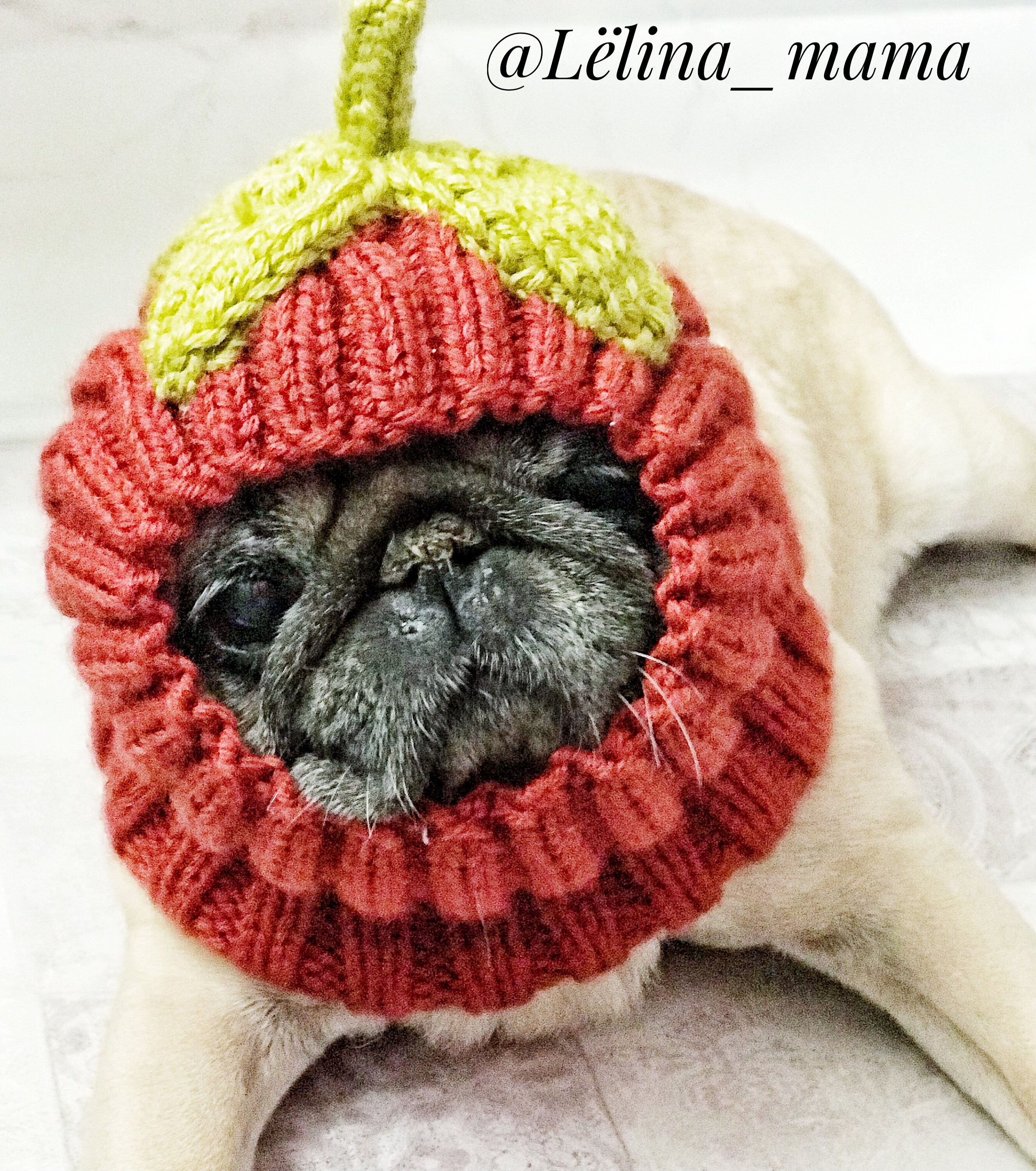 Hat for Pug Dog Clothes Hat for Dogs Costume for Pug Ears - Etsy