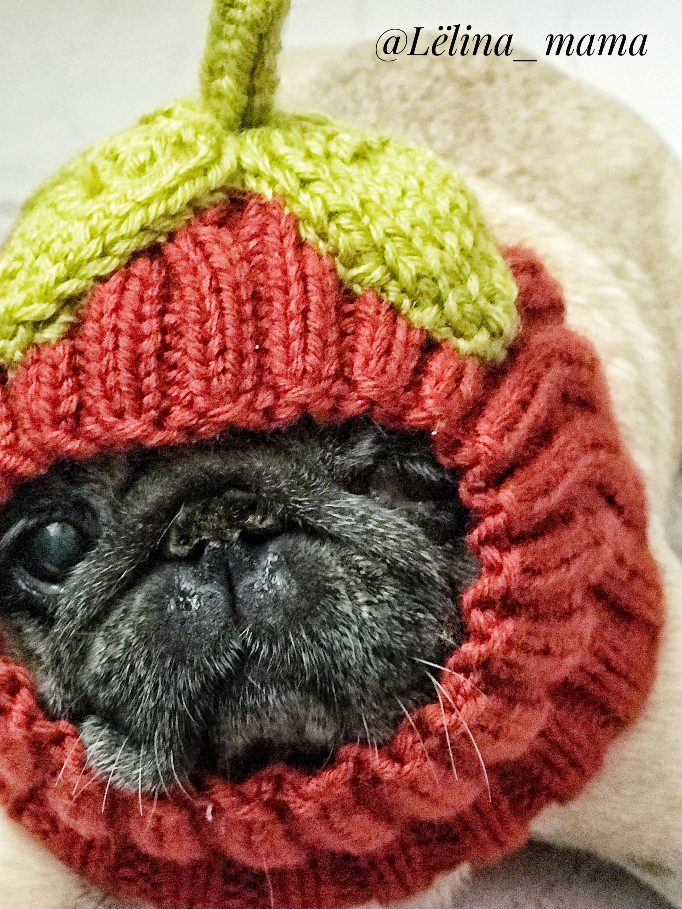 Hat for Pug Dog Clothes Hat for Dogs Costume for Pug Ears - Etsy