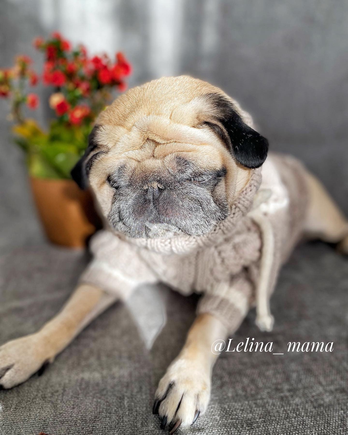 Pug Clothes, Knitted Arana Sweater, Dog Sweater, Bulldog Clothes, Pet ...