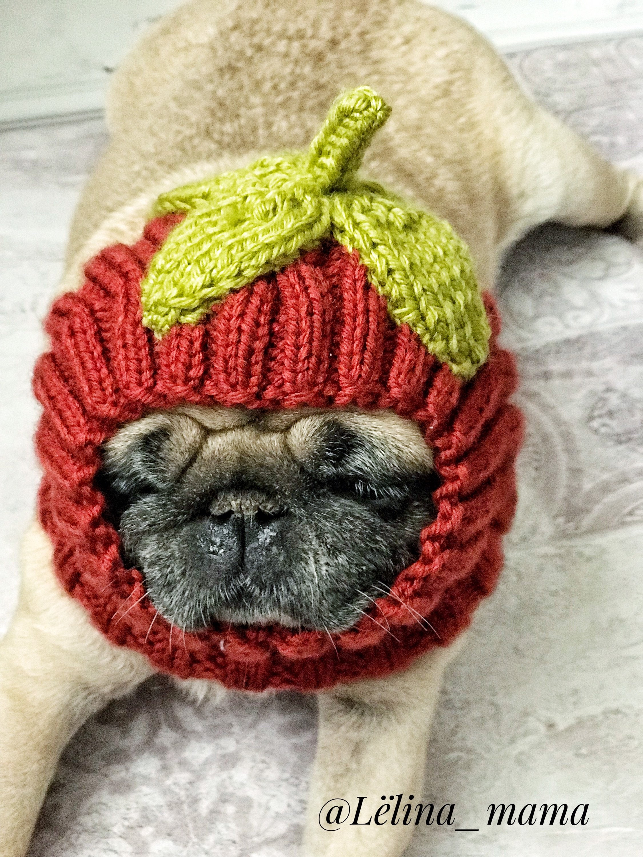 Hat for Pug Dog Clothes Hat for Dogs Costume for Pug Ears - Etsy
