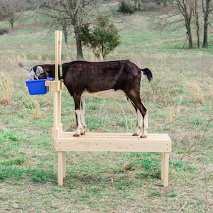 Handcrafted Large Goat Milking Stand - Durable & Eco-friendly Ideal for Nubian to Lamancha ...