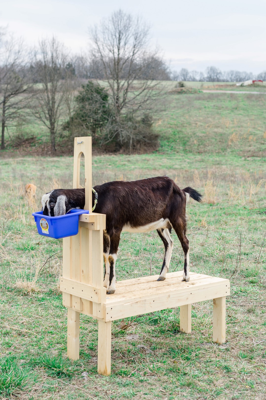 Goat Milk Stand for Pygmy and Dwarf Goats, Quality Eco Friendly Durable ...