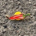 Chili Pepper Enamel Pin Red Chili Pepper Pin Foodie Gift - Etsy