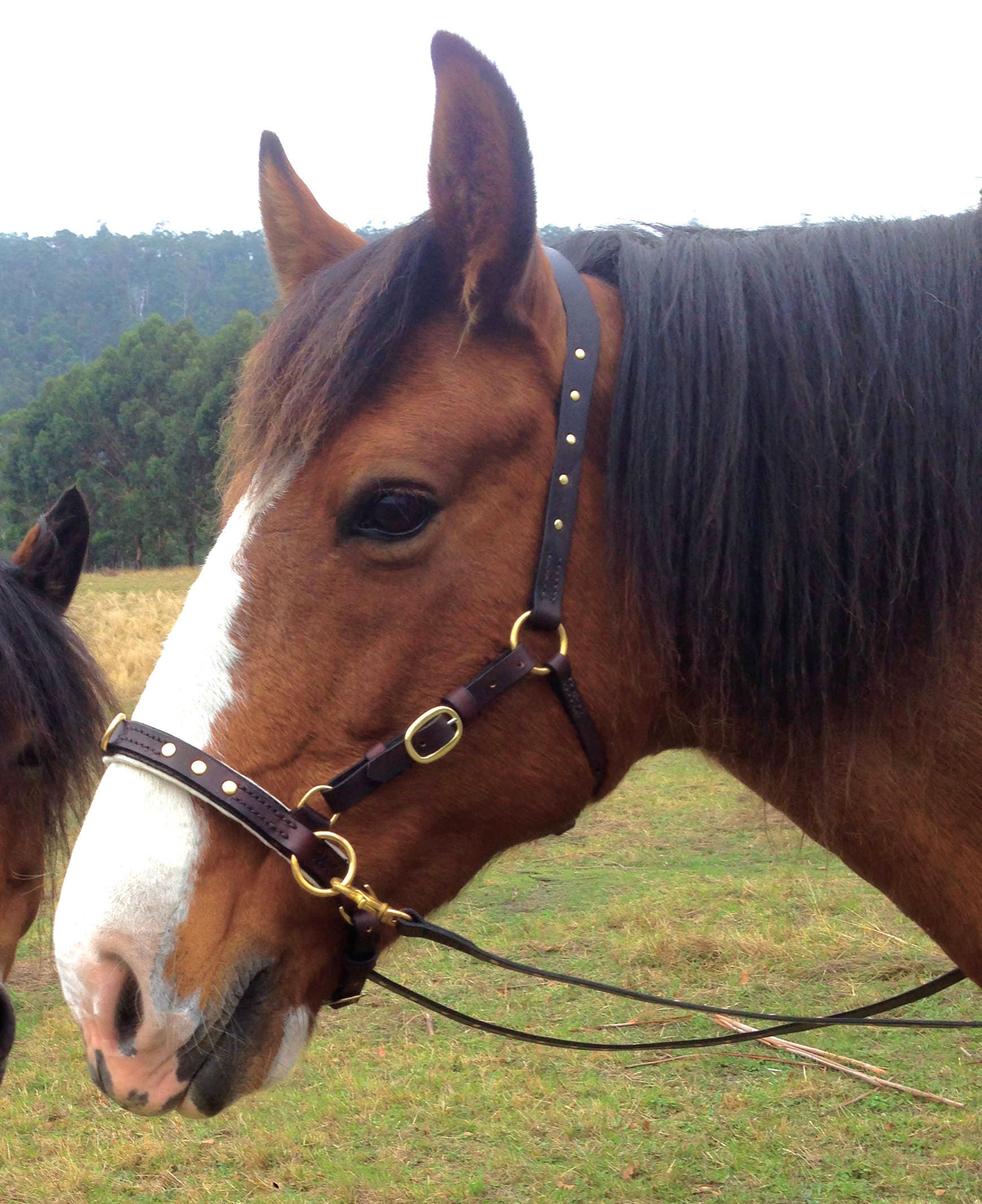 Bitless Bridle - Etsy UK