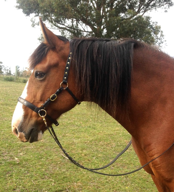 Bitless Bridle - Etsy UK