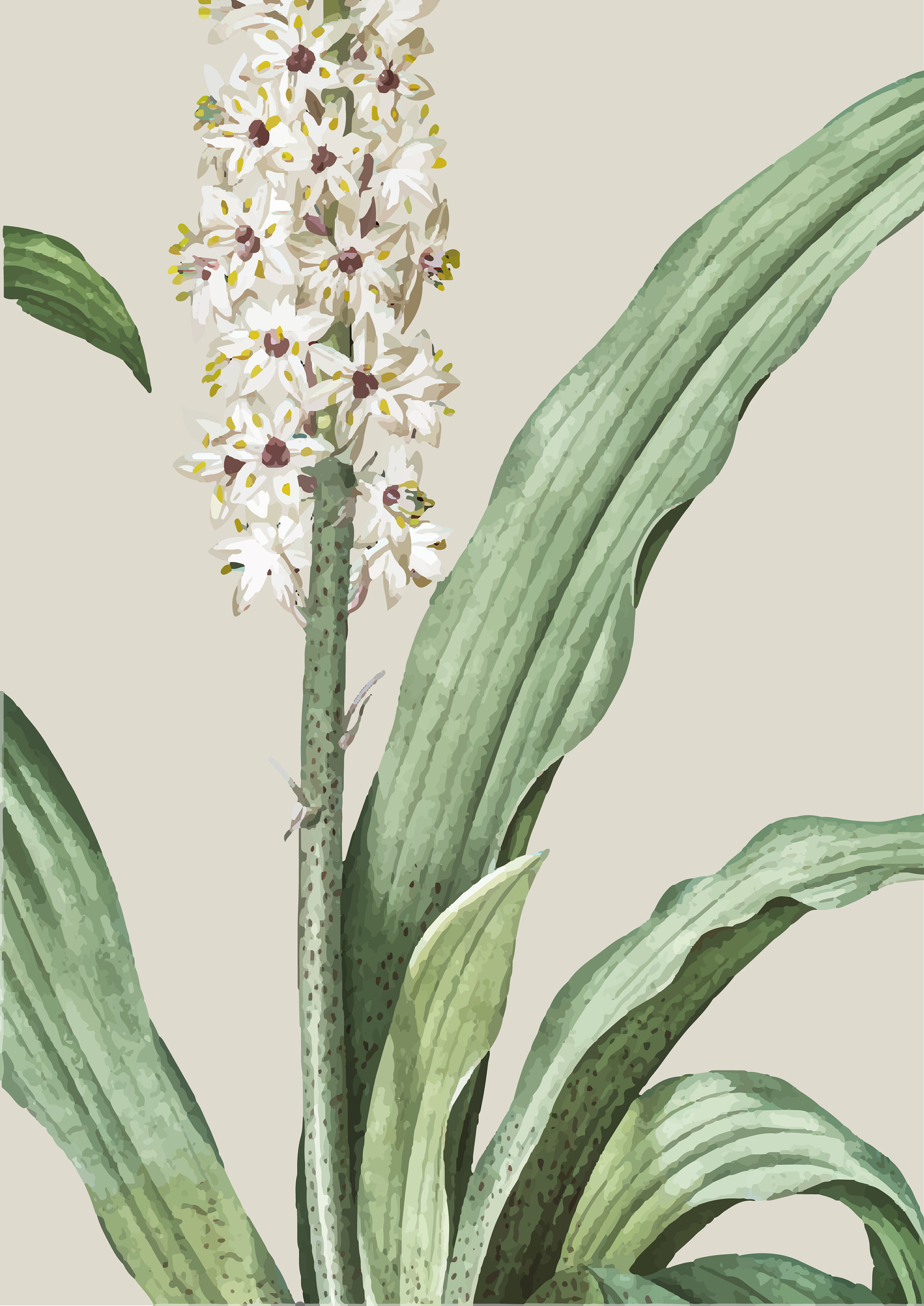 Lily Flower Print Set of 3 Prints | Etsy