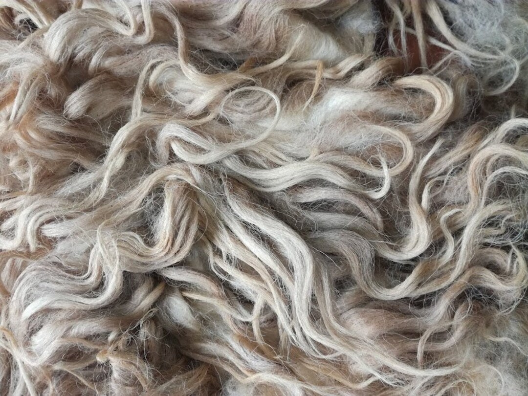Rare Breed Racka Wool 1.4 Kg Fleece. Raw Sheep Wool for Felting ...